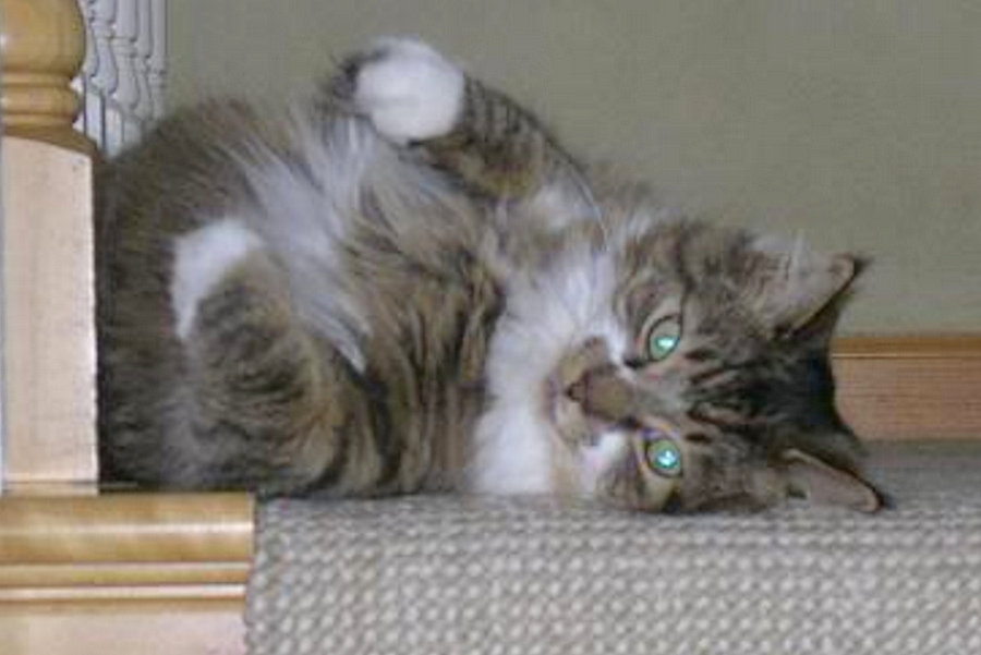 How Cats Helped Me as a Person on the Autism Spectrum