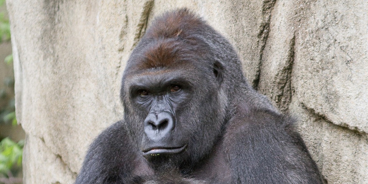 The Kid in Harambe's Habitat Could Have Been My Autistic Brother