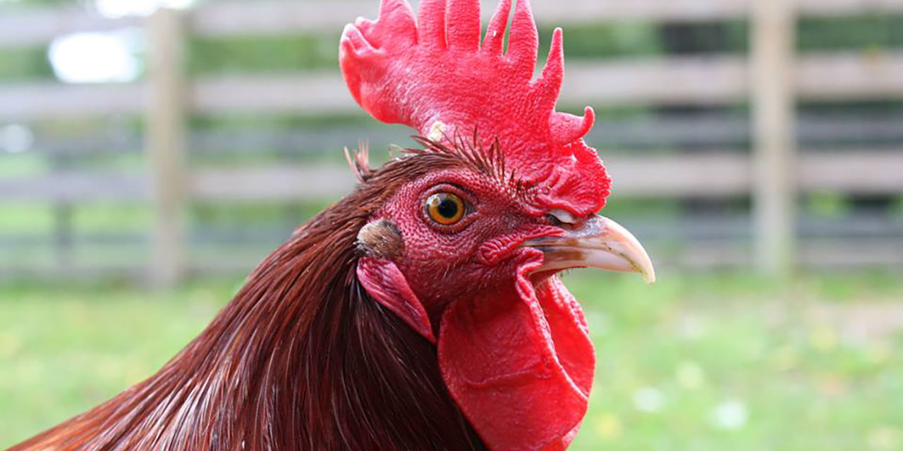 What a Rooster Taught Me About My Autism