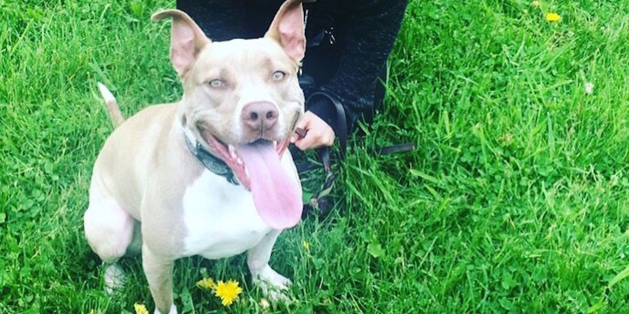 What My 'Bad' Dog Taught Me About Mental Illness Recovery
