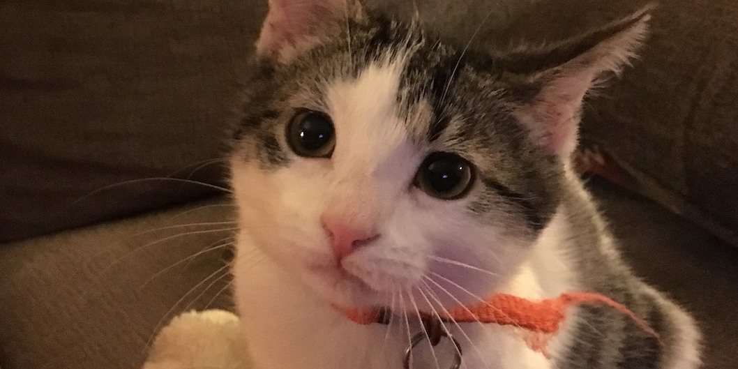 Why My Emotional Support Animal Is Not Simply a Cat