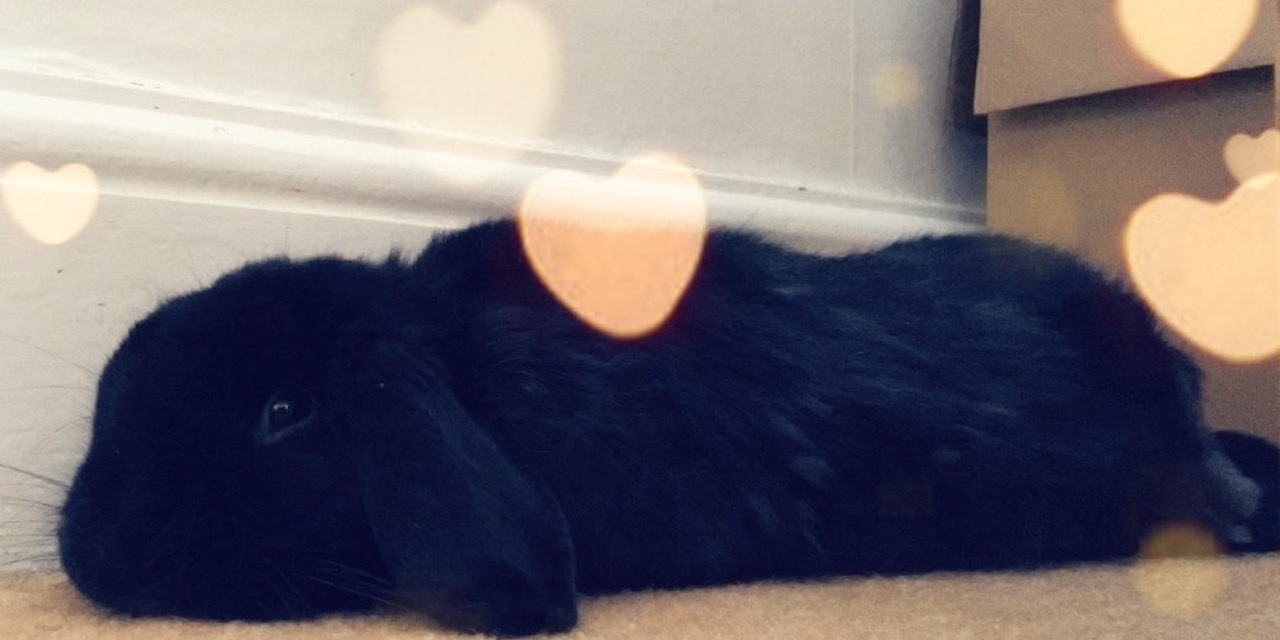 How My Rescue Rabbit Has Helped My Physical and Mental Health