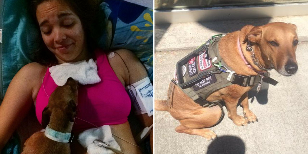 14 Photos That Show How Service Dogs Help Their Owners With ...