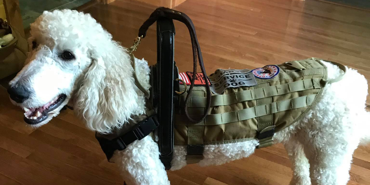How Aggressive Fake Service Dogs Harm Real Service Dog Teams The Mighty