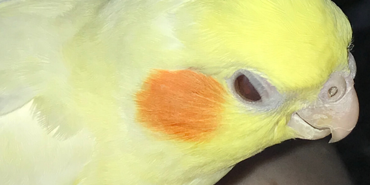 What Kiwi the Cockatiel Could Teach You About Mindfulness
