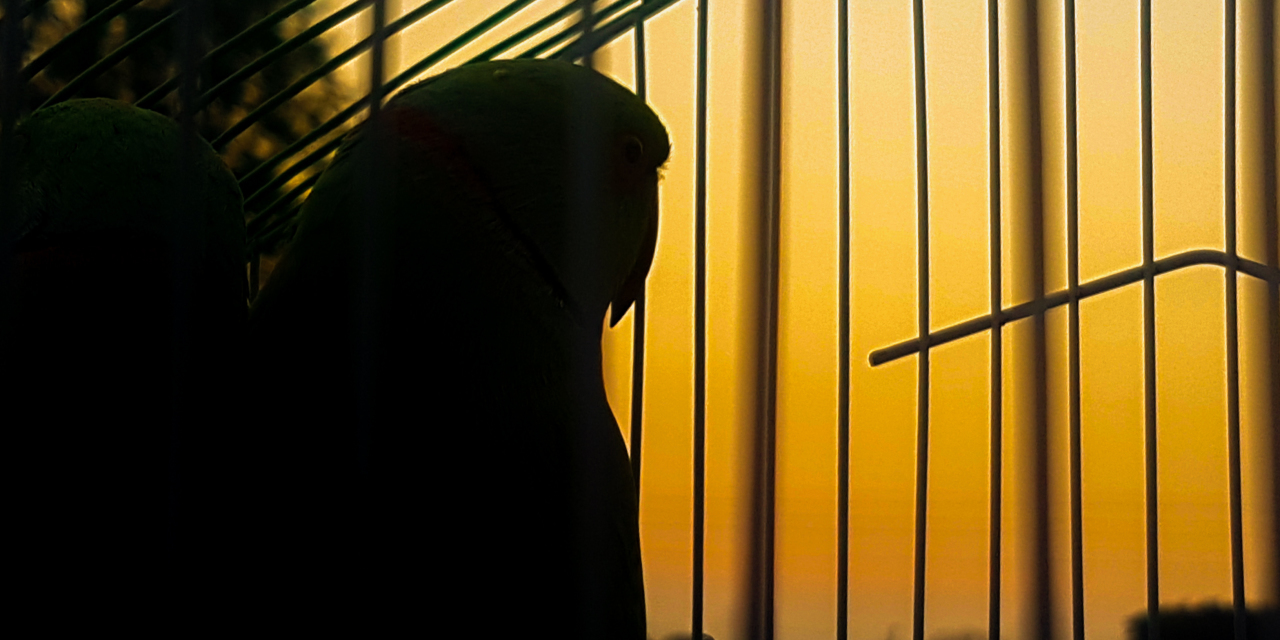 How to Overcome Feeling Like a Caged Bird Without a Key