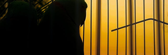 How to Overcome Feeling Like a Caged Bird Without a Key